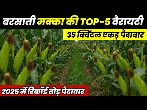 बरसाती मक्का की Top-5 बेस्ट वैरायटी | Barsati Makka ki top variety🌱Makka ki best variety 2025 🌽Maize