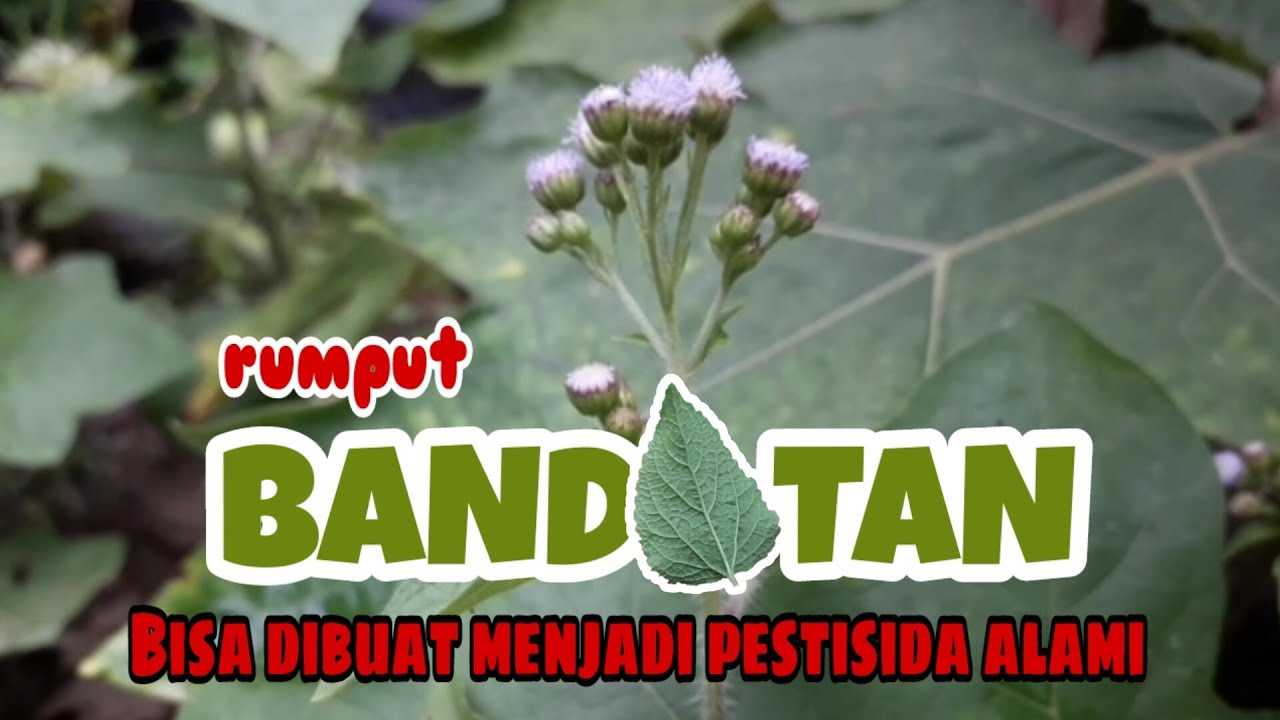 RUMPUT BANDOTAN || (ageratum conyzeides)_Pestisida alami untuk mengusir ...