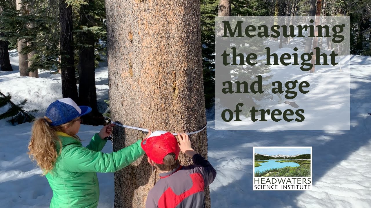 Fun Science Fridays episode 5: measuring trees - YouTube