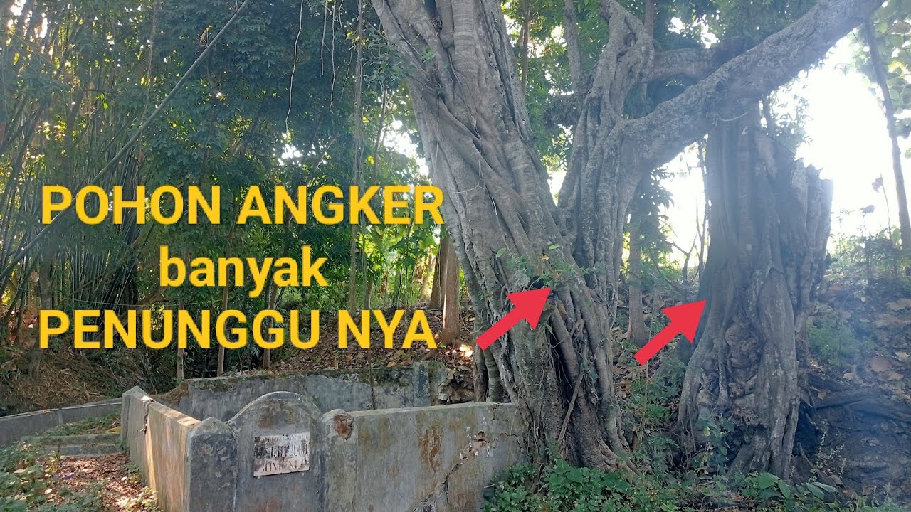 pohon angker banyak penunggu nya tempat nya penuh dengan mistis - YouTube