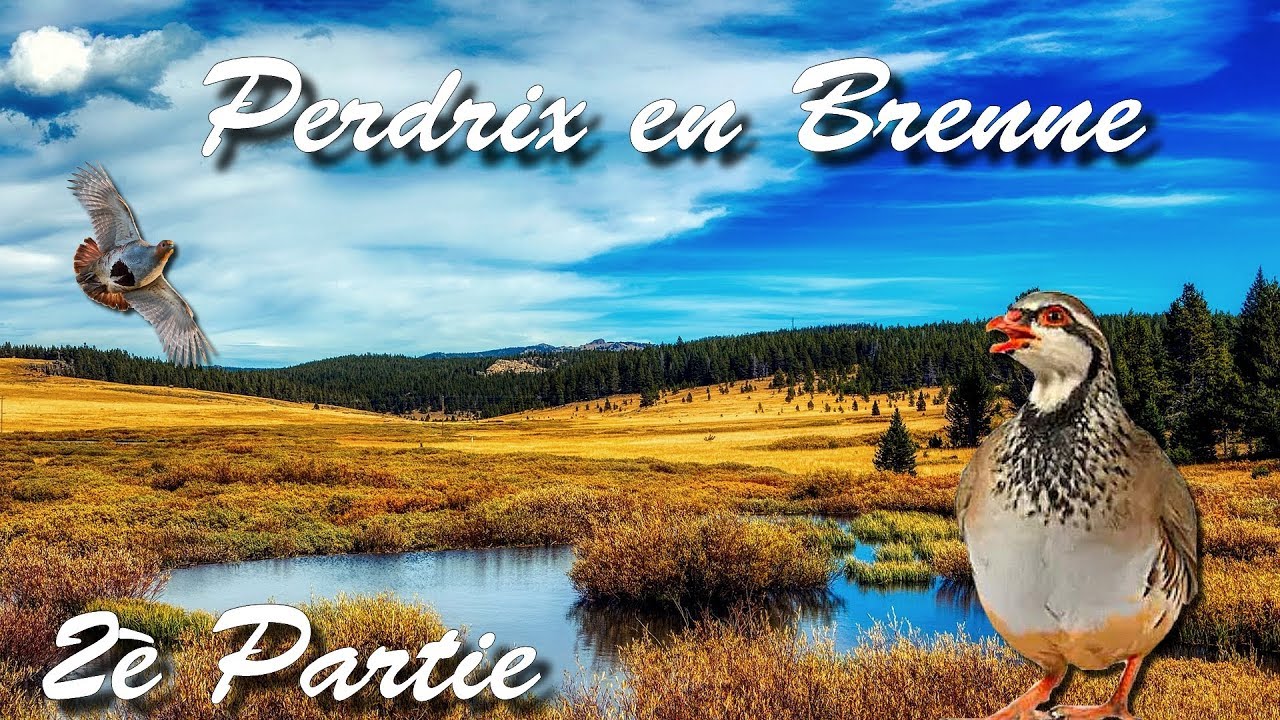 CHASSE DE LA PERDRIX EN BRENNE 2è Partie AU CALIBRE 28 Saison 2018-2019 ...