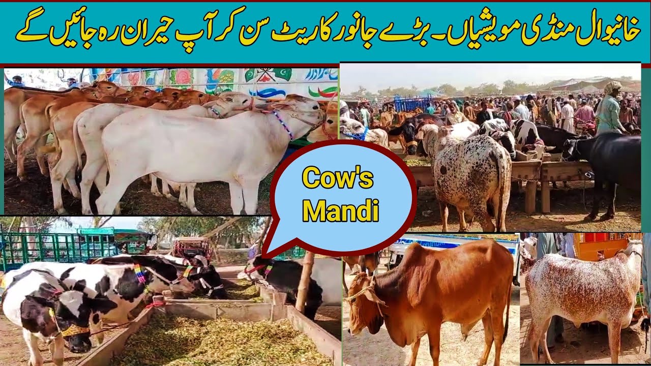 Cow's mandi in khanewal | cow mandi| bakra eid | Bary janwar ky high ...