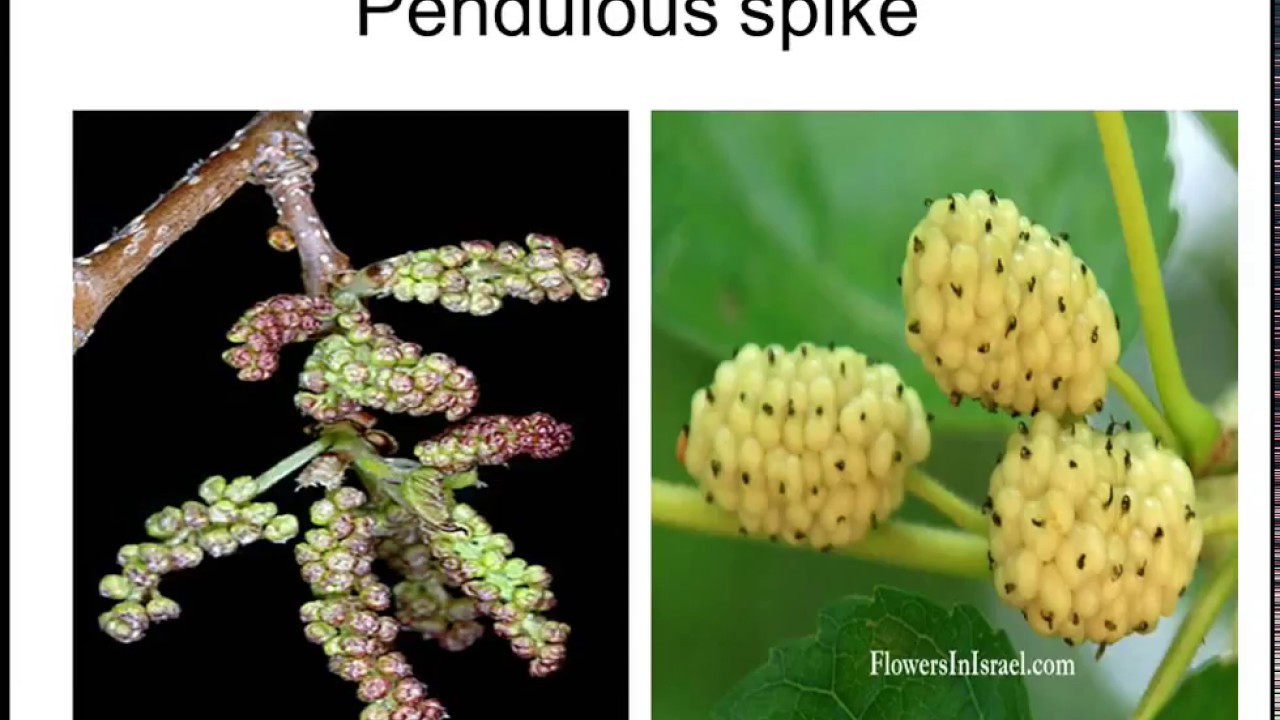 The Family Moraceae: ppt prepared by Karthik - YouTube