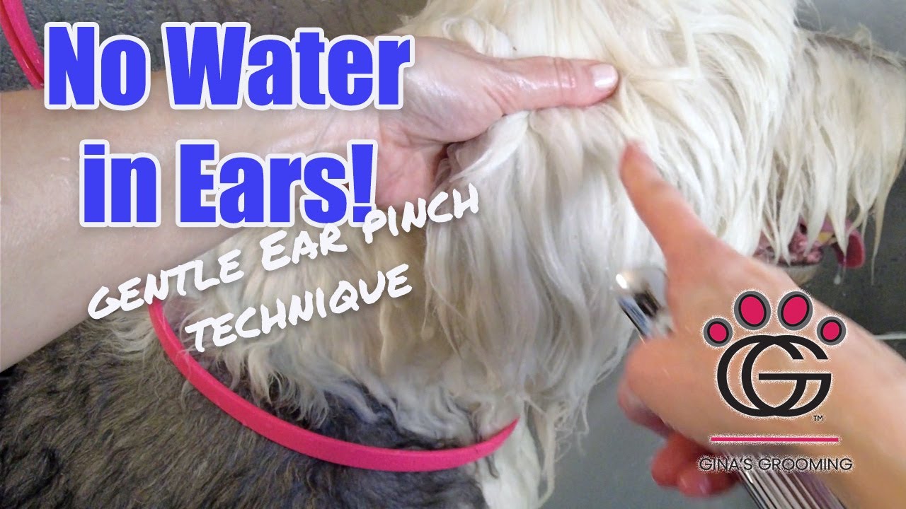 How to NEVER get water into a dog’s ears while bathing! Learn the ...