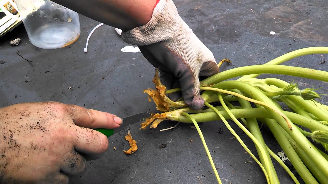 Demonstrating "surgery" on a zucchini plant with Vine Borers. - YouTube