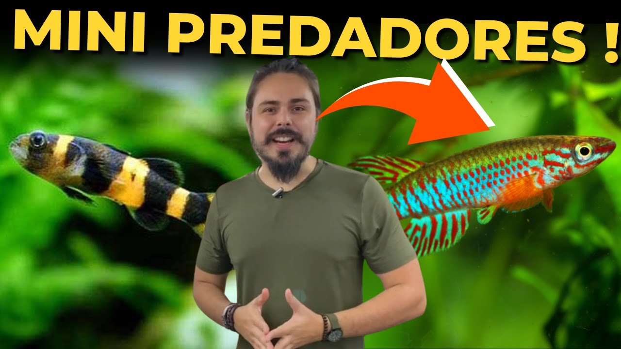 🔴PEIXES MINI PREDADORES PARA AQUÁRIOS |Mr. Betta| - YouTube