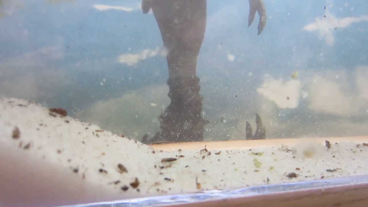 Triops - prehistoric fish - YouTube