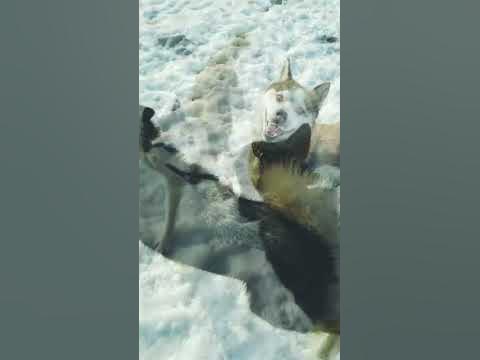 даки лаки 👍👍👍 - YouTube