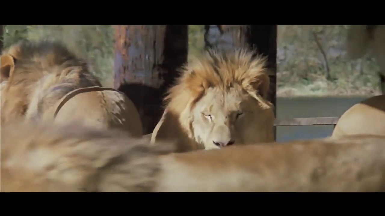 Roar (1981) - Trailer - YouTube