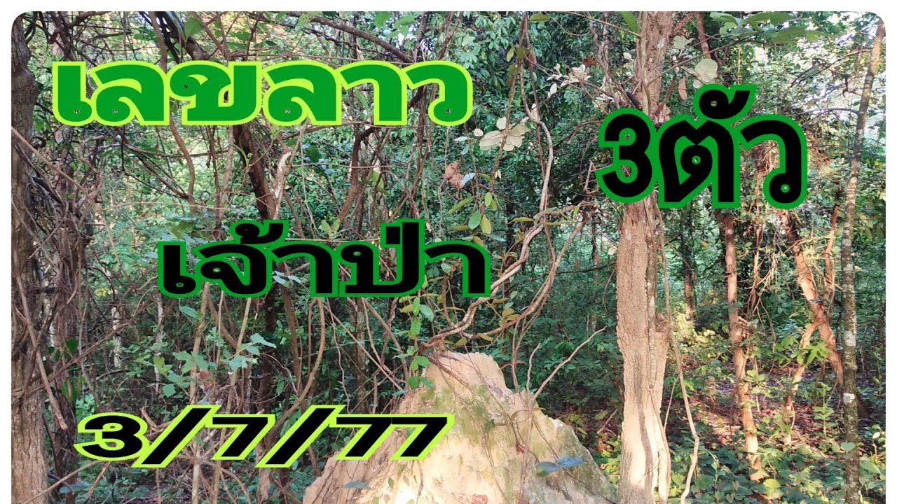 หวยลาววันนี้เจ้าป่าเลขเด็ด3ตัวงวด3/7/77|หวยลาวพัฒนา - YouTube