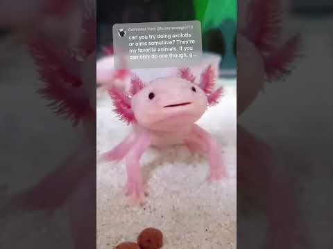 Olms and axolotl! Comment which animal I should do next! #edit #fyp #shorts