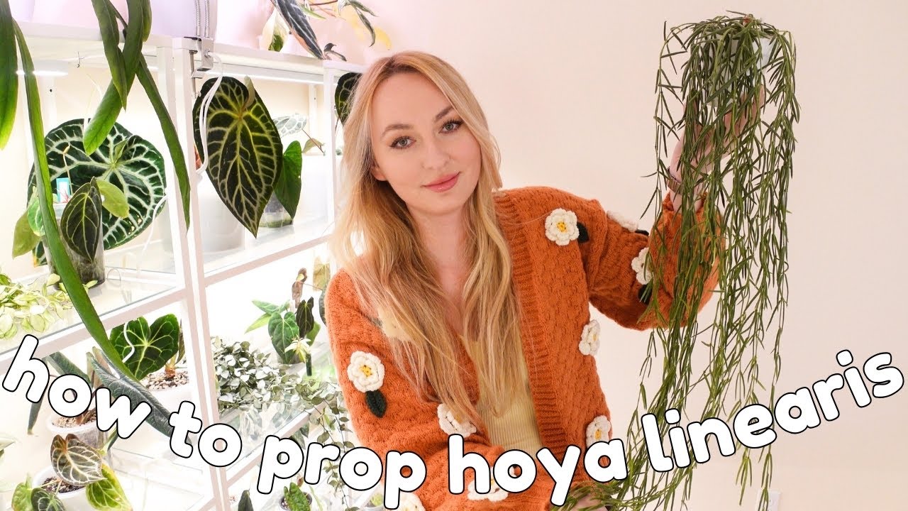 make your hoya linearis more FULL with this method 🦋 - YouTube
