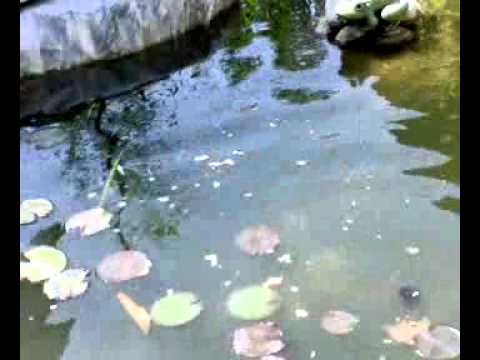 iaz cu pesti - crapi koi.mp4 - YouTube