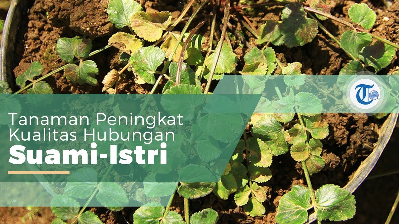 Purwaceng, Tanaman Peningkat Vitalitas dari Dieng - YouTube