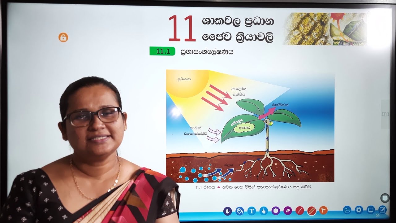 Grade 8 SCIENCE -ශාකවල ප්‍රධාන ජෛව ක්‍රියාවලි - YouTube