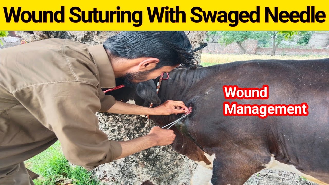 How To Suture Big Wound In Cattle||How To Make Swaged Needle||Dr Hafiz ...