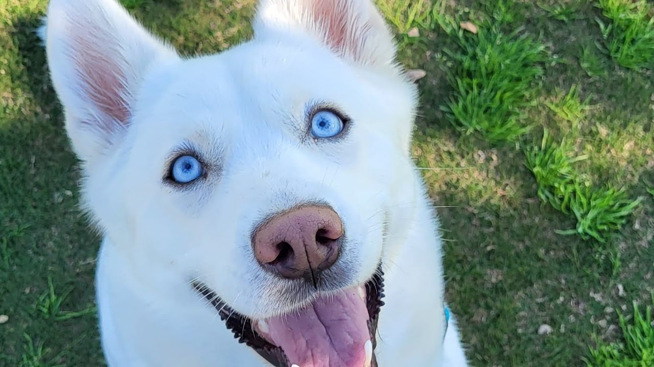 DOLLY THE DOG - YouTube