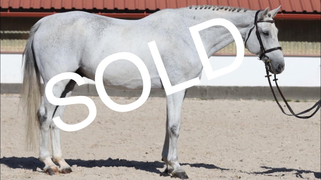 *TOP KIDS HORSE*CANCARO, 2010, gelding by Cancara @ANSporthorses - YouTube