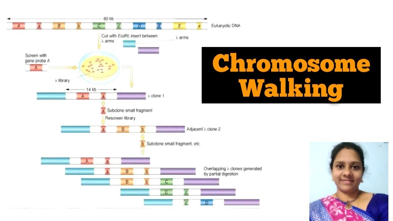 Chromosome walking# physical mapping of genome# primer walking# genes ...