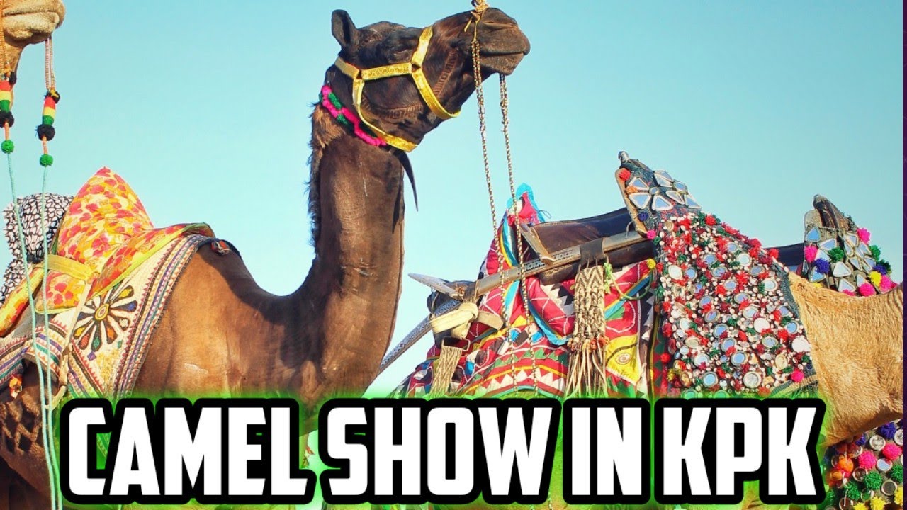 Beautiful Camel show in KPK | Camel dance | camel cultural festival ...