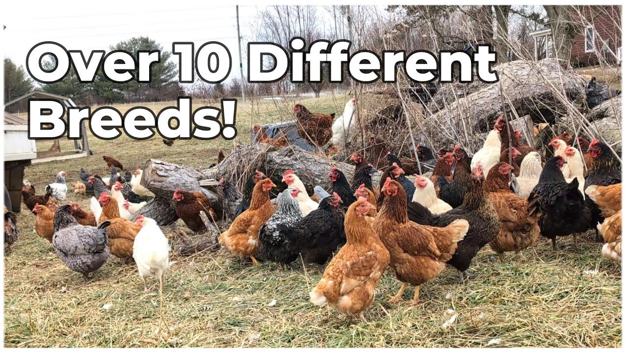 Different Breeds Of Hens Choosing Chicken Breeds: A Guide To Different