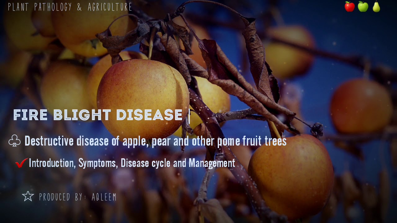 Fire Blight Disease of Apple and Pear | Introduction | Symptoms ...