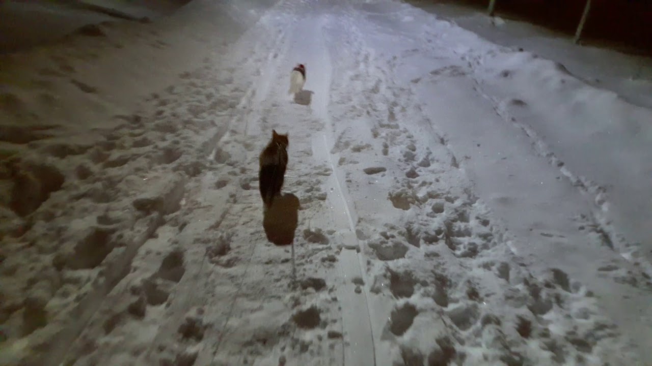 Our cat-sled team wishes You all Happy New Year! - YouTube