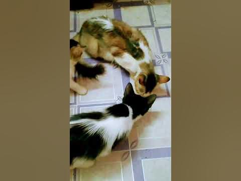 Catnip goes no effect on my cats, first time experiment 🧪 🐈😟 - YouTube