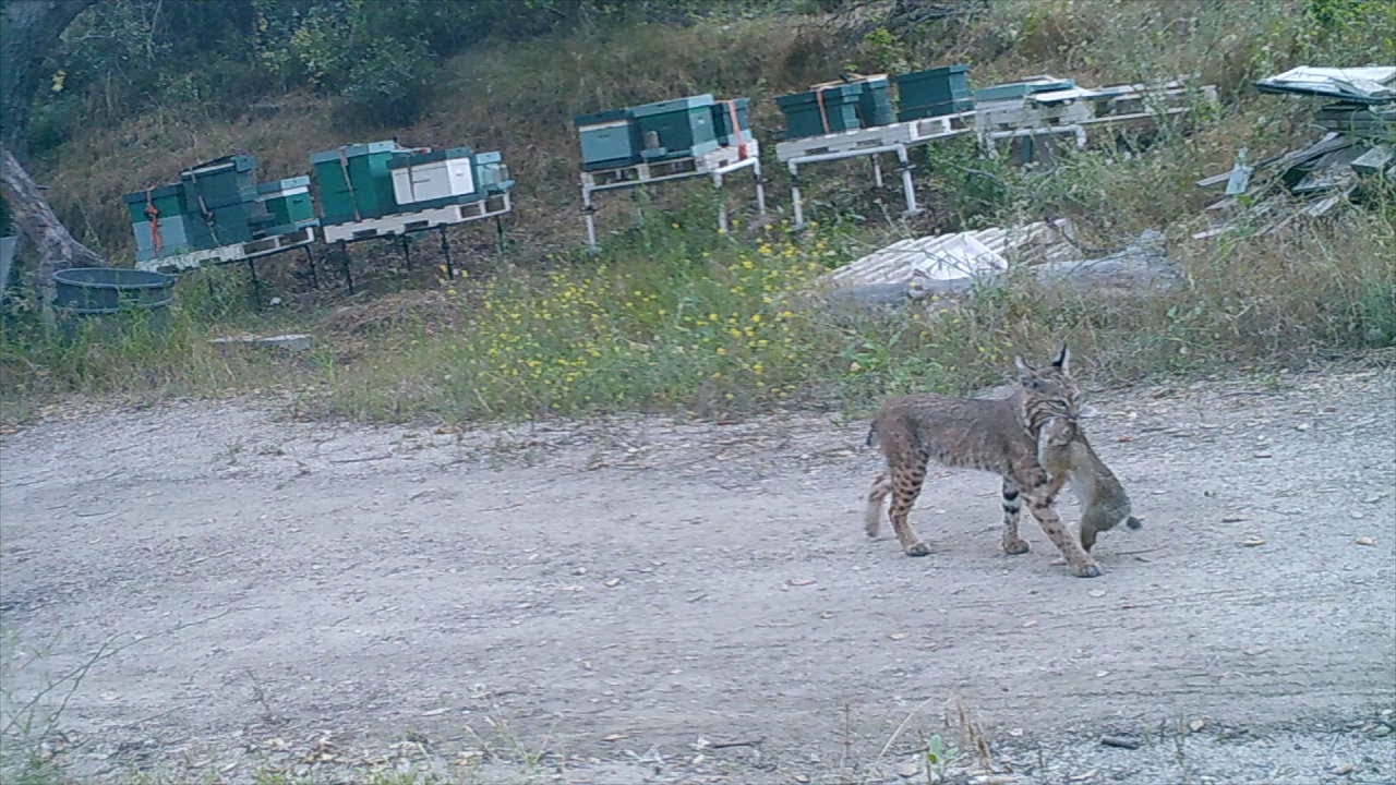 Bobcat with rabbit - YouTube