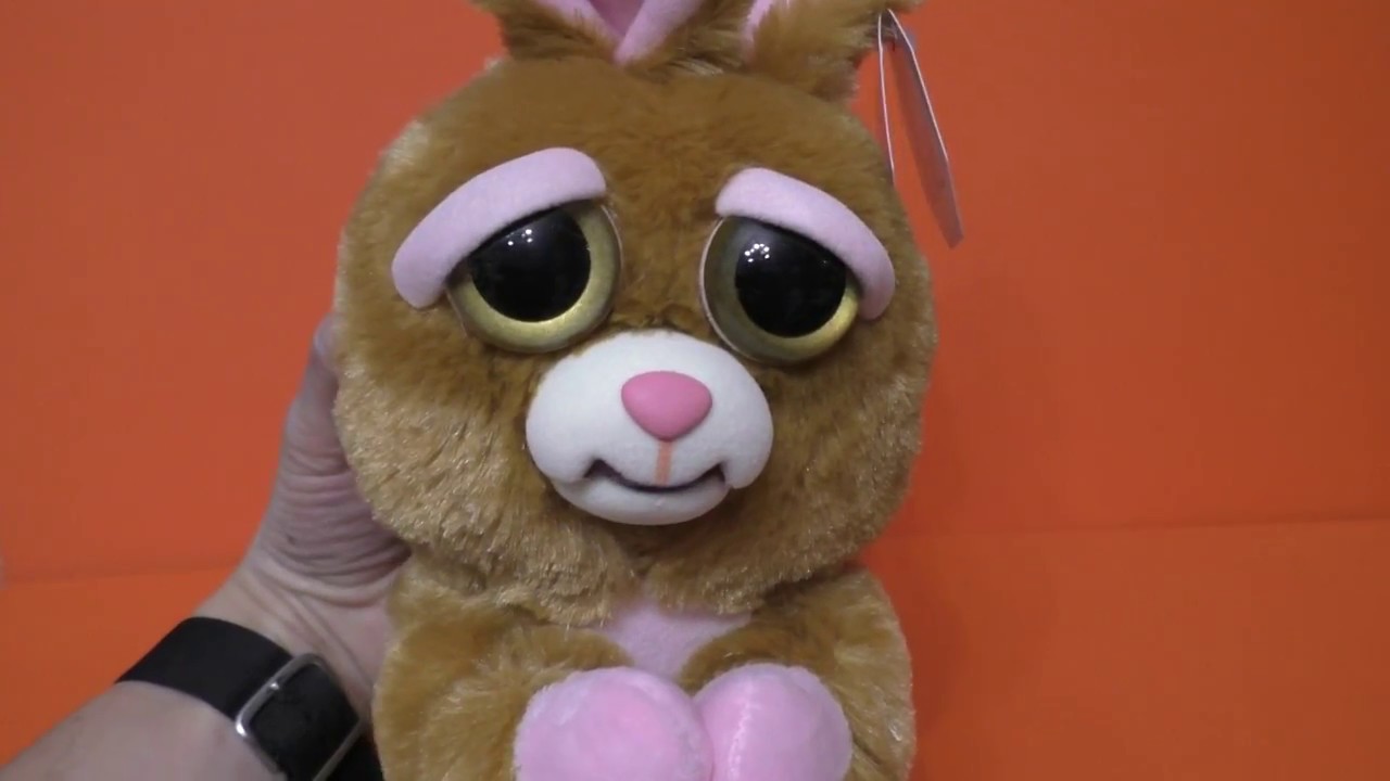 feisty pets - YouTube