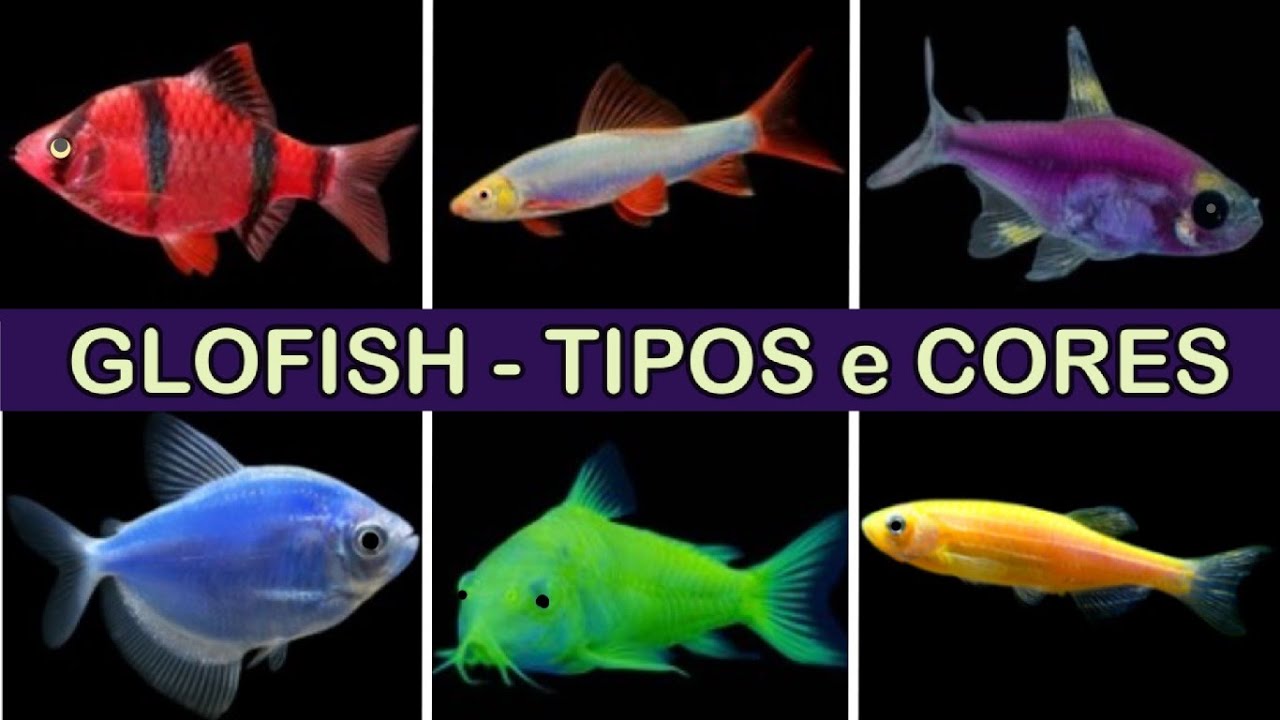 Glofish - Tipos e cores de peixes fluorescentes para aquário # ...