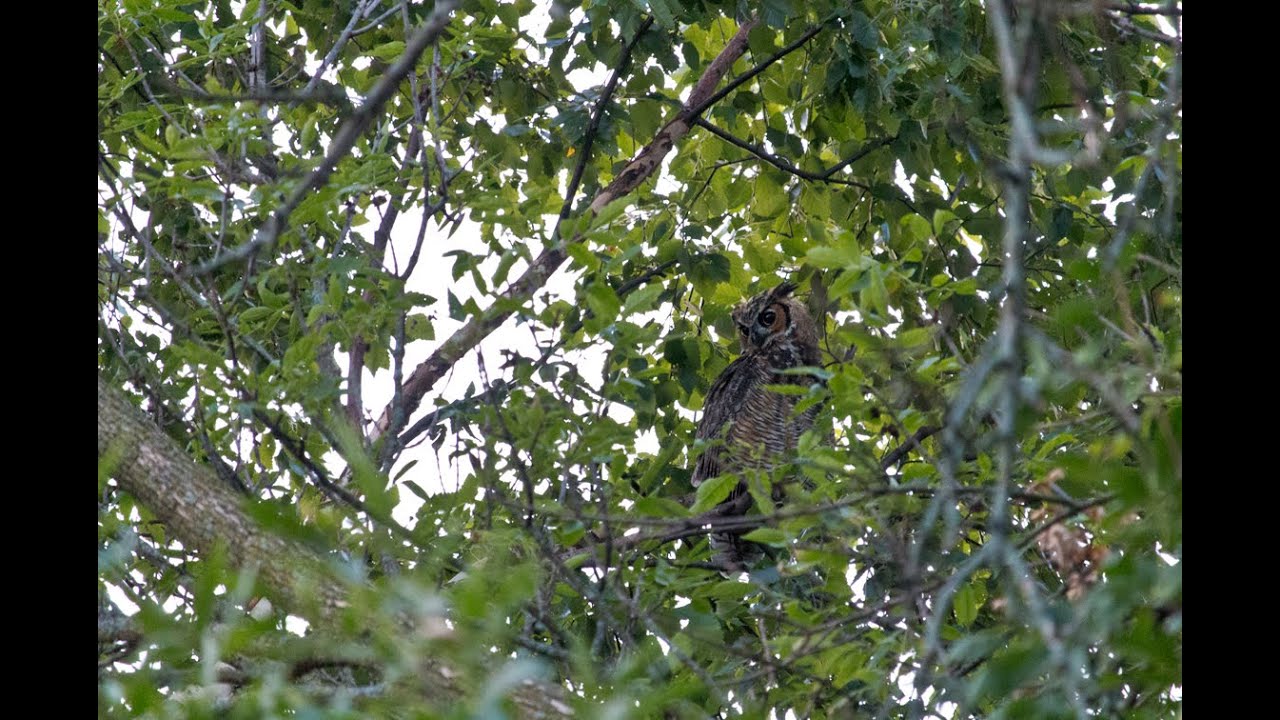 Great Horned owl meets squirrel - YouTube