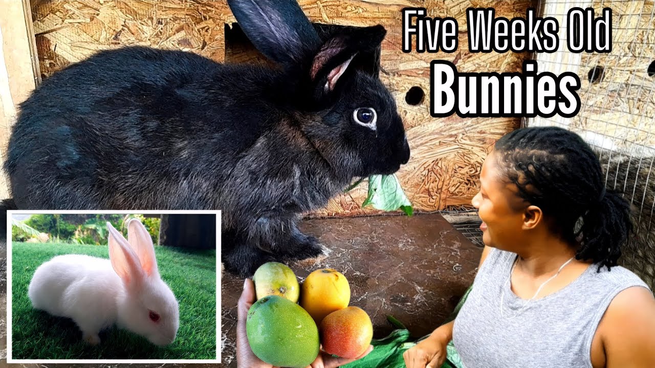 Five Weeks Old Bunnies + New Rabbit in Our Rabbitry - YouTube