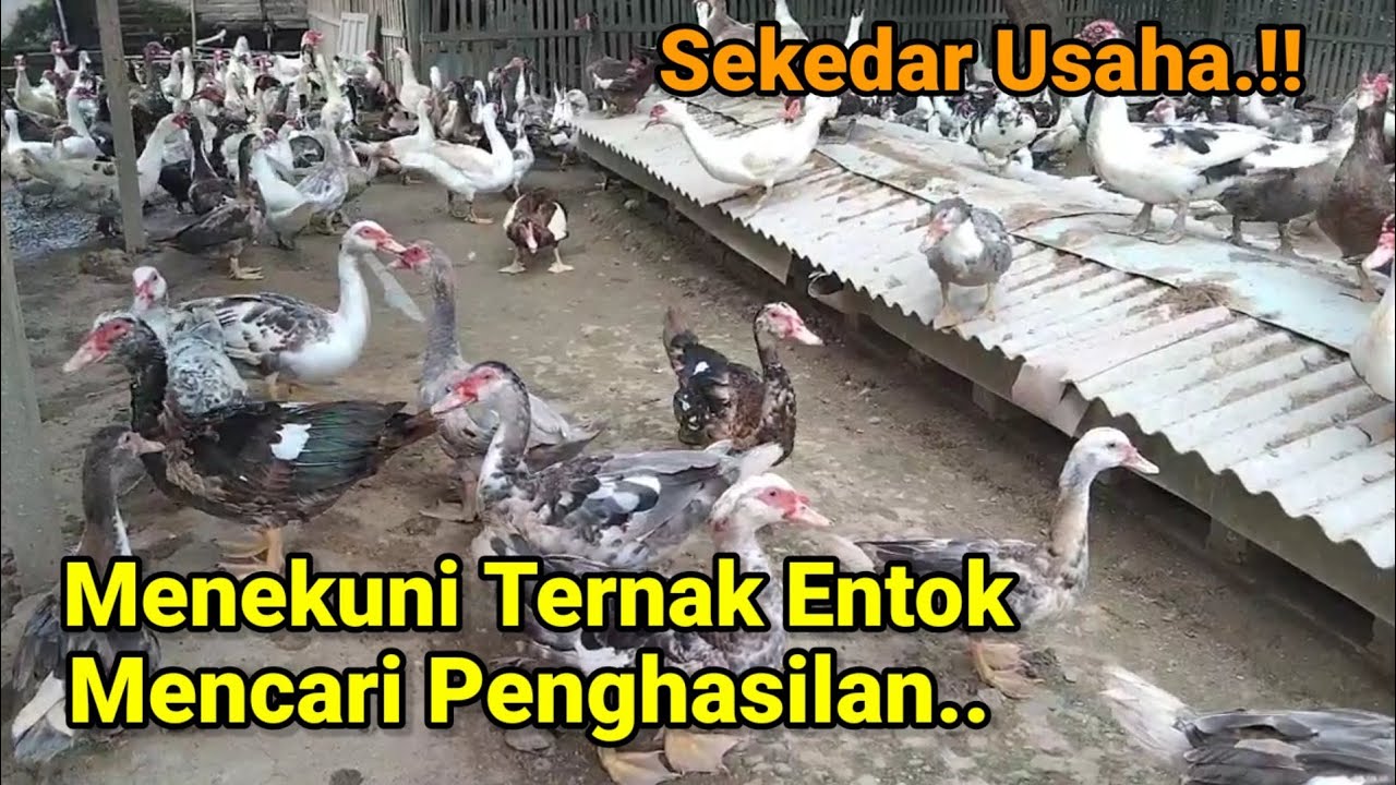 Usaha ternak entok pembibitan untuk tambahan penghasilan. - YouTube