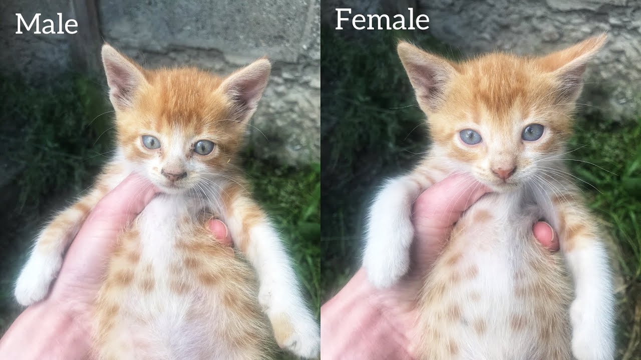 Kitten gender reveal {just by looking at their face} {easy} - YouTube