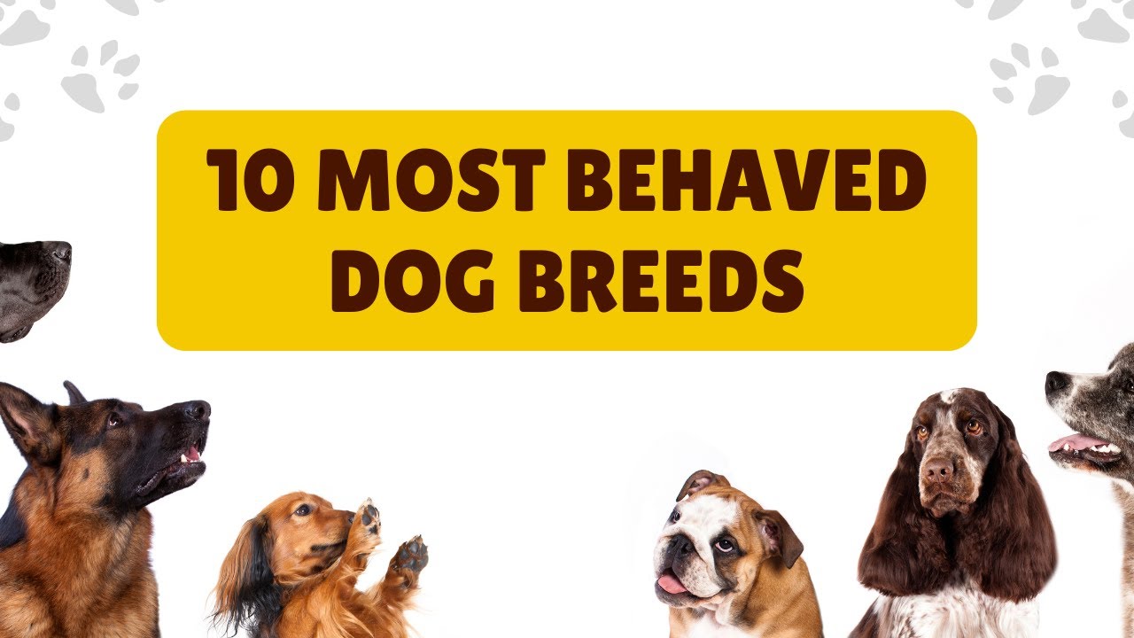 Find Your Perfect Pup: Top 10 Best Behaved Dog Breeds (2024) - YouTube