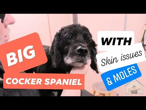 Grooming a Senior Cocker Spaniel with Moles and Skin Issues - YouTube