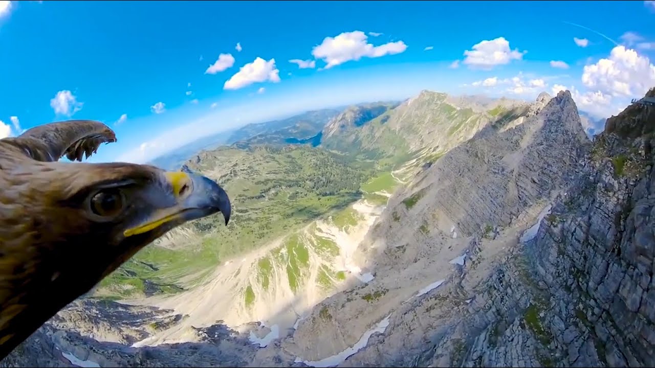 Amazing Eagle's Point Of View - YouTube
