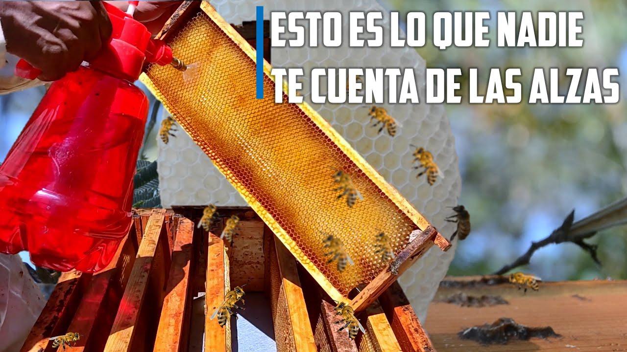 Tip para Colocar Alzas Melarias y que las abejas lo llenen de Miel ...
