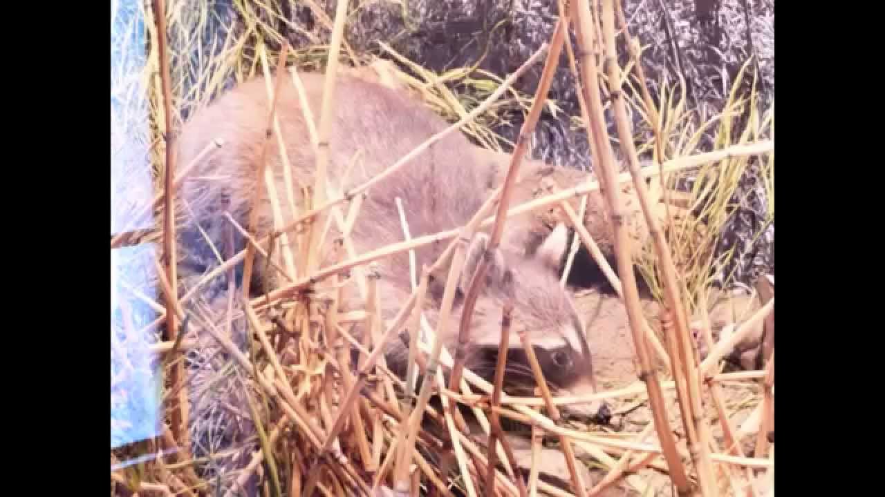 Location Of Old Fort Harmar - YouTube