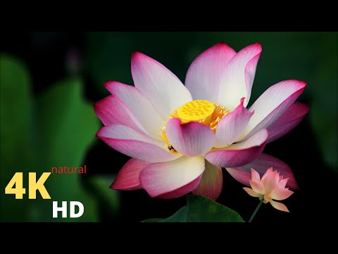 Today I will see the natural flower water lily floating on the water through 4k natural HD.