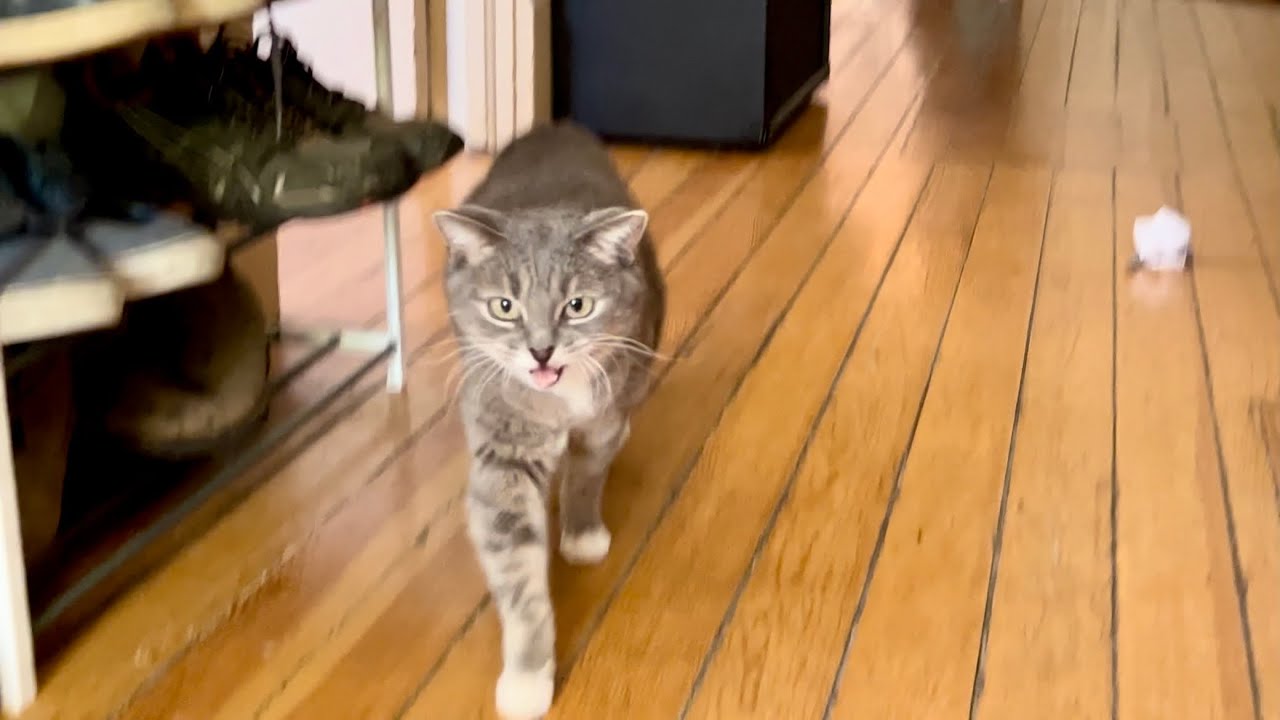 Is this typical cat behavior? - YouTube