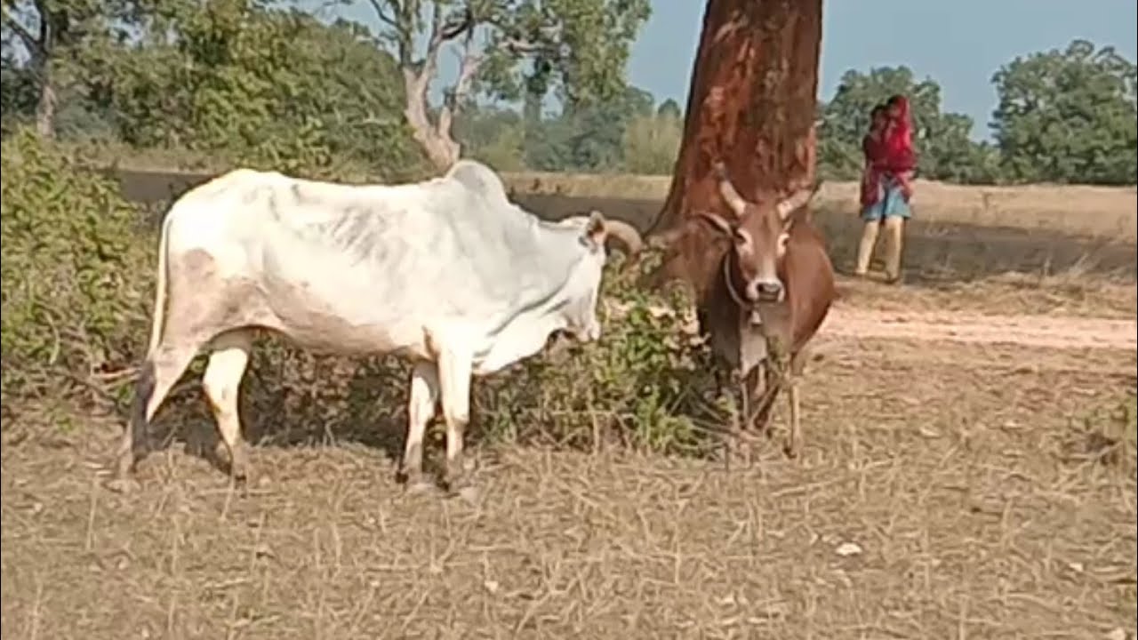 Bull fight very powerful bull fighting HD ox fight two bull fight - YouTube