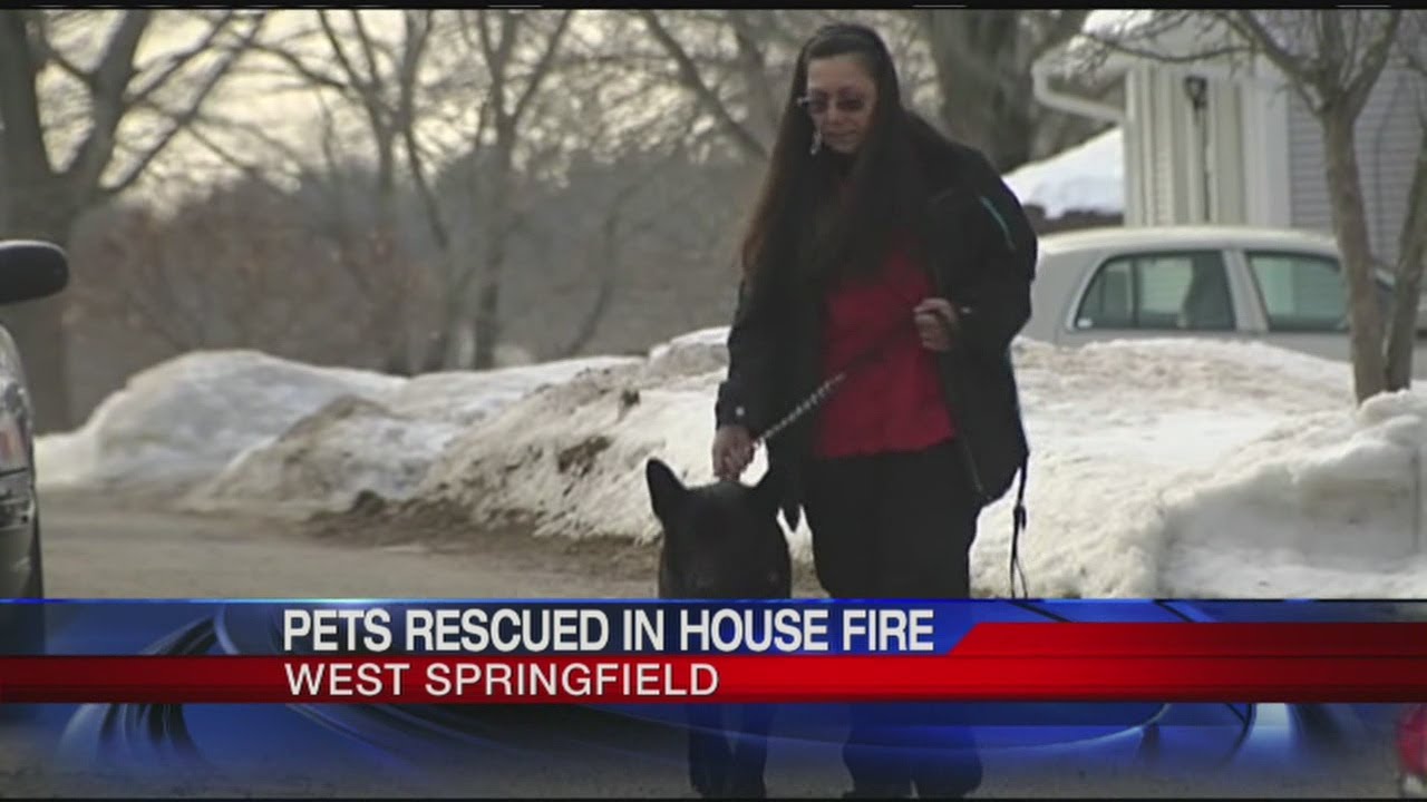 4 of 5 pets rescued in West Springfield house fire - YouTube