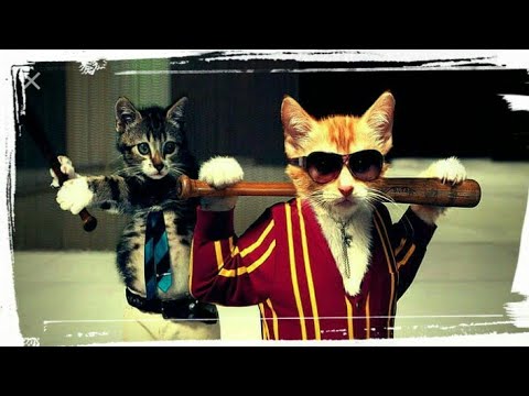 Funny Animals Videos/Best Funny Cats And Dogs