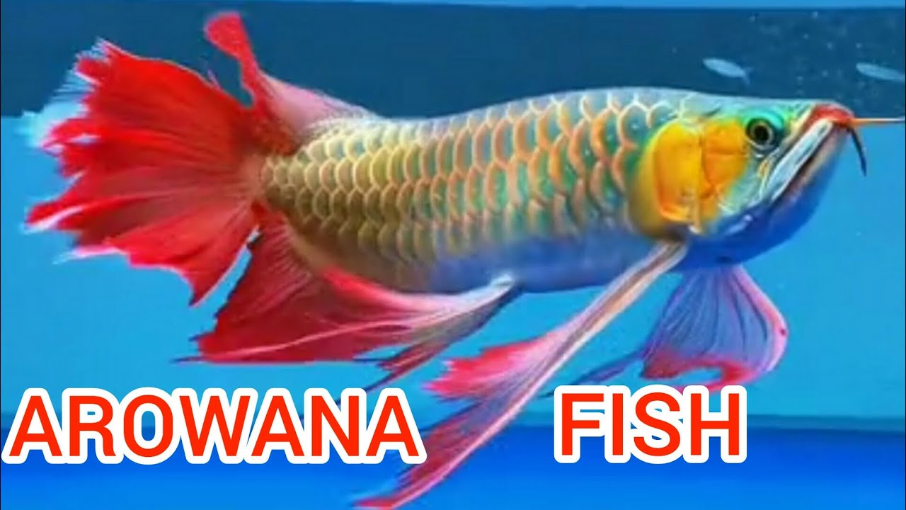 arowana fish | most expensive arowana | colourful arowana fish ...