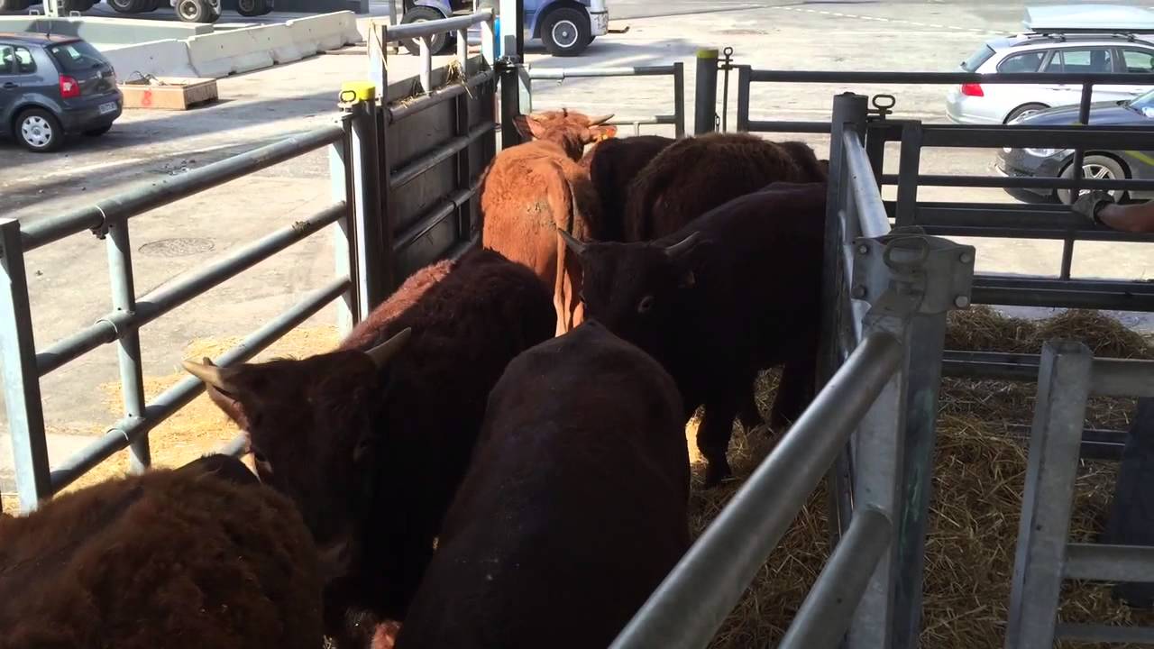 Bovin export broutards race Salers - YouTube