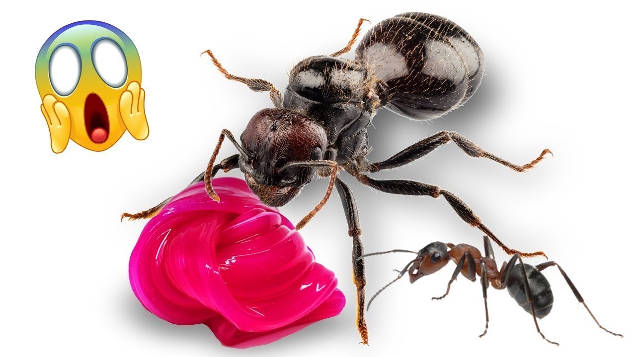 How ants react to SLIME! Ant farm - YouTube