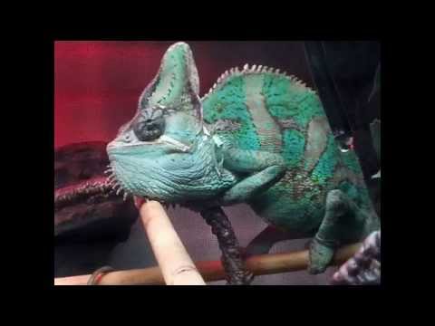 R.I.P. Rango 2012-2015