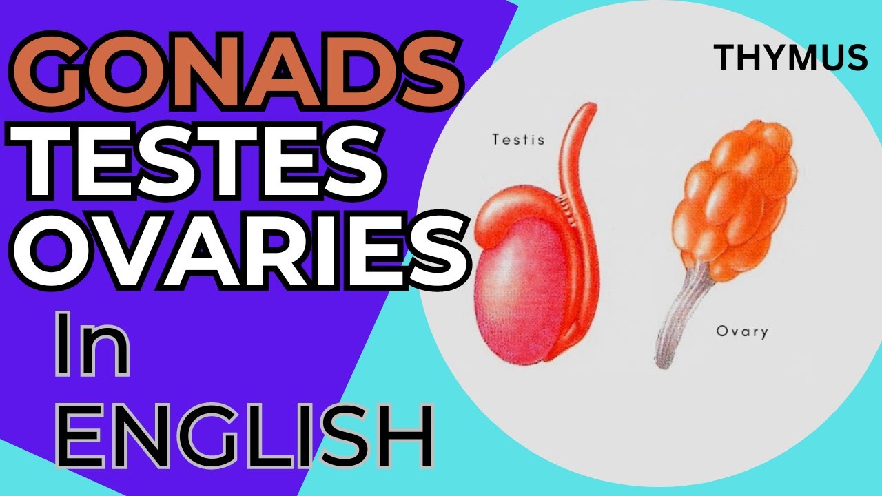 Gonads in english | testes and its hormones | ovaries and its hormones ...